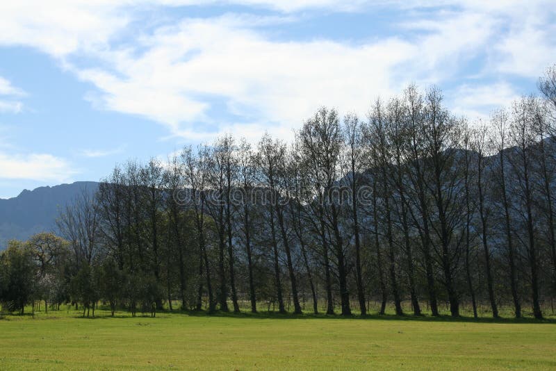 Line of trees stock image. Image of mountain, clouds, somerest - 5301349