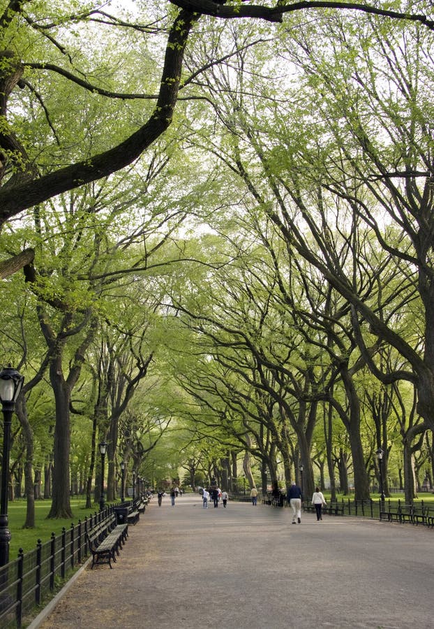 Line of trees stock image. Image of branch, walk, garden - 9578511