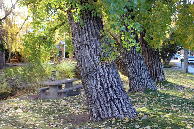 A Line of Trees Along the River Stock Image - Image of leaves, grass ...