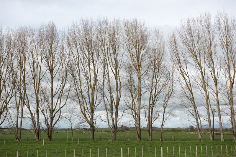 Line of Trees Behind a Fence in a Meadow Stock Photo - Image of line ...