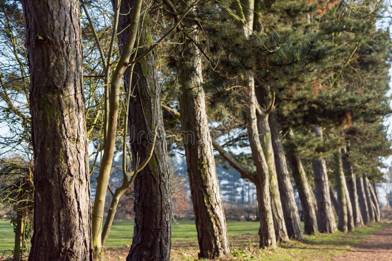 Line of Trees Creating a Pathway in a Park Stock Image - Image of ...