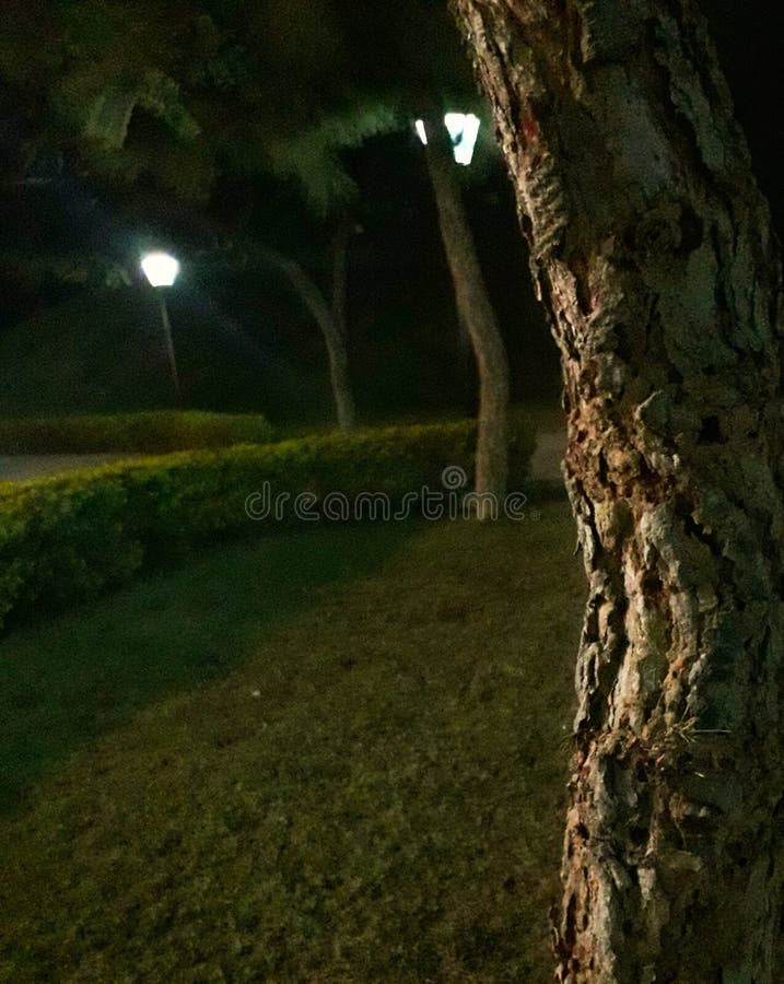 Line of Trees Curved Rich Nature with Beautiful Night View Stock Image ...