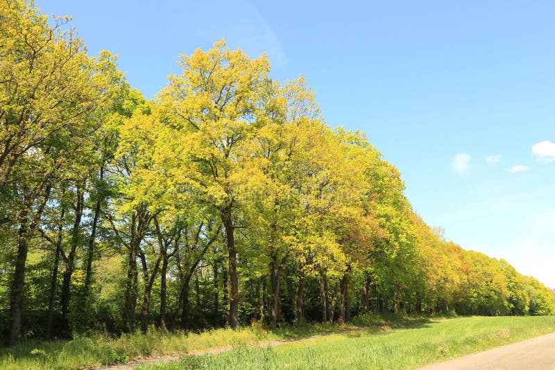 A line of trees stock photo. Image of agriculture, countryside - 150666300