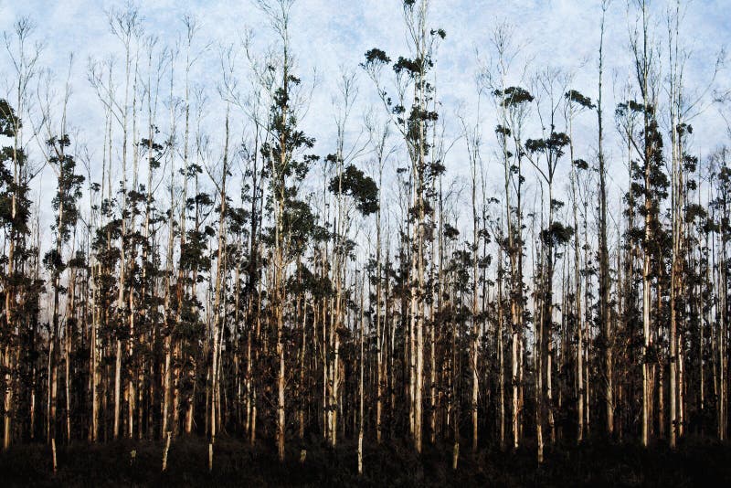 Line of trees stock image. Image of nonurban, nature - 38253565