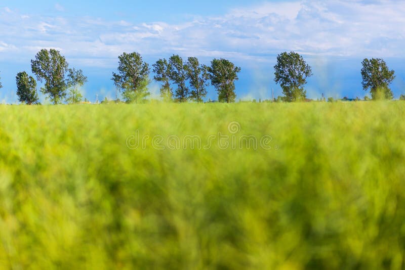A line of trees stock image. Image of trees, pavapuri - 105118263