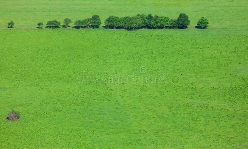 Line of Trees on a Green Field. Stock Photo - Image of summer, nature ...