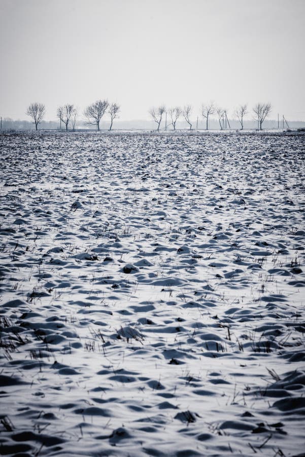A Line of Trees on Horizon in the Snowy Fields Stock Photo - Image of ...