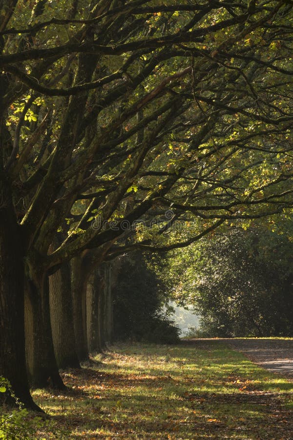 A line of trees stock photo. Image of southampton, leaves - 130694480