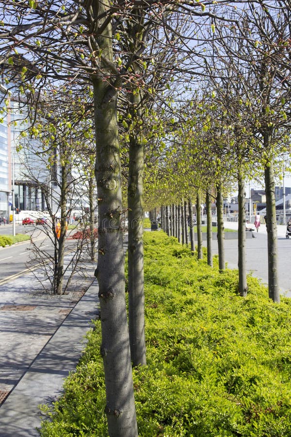Tree lined walkways stock photo. Image of tree, lining - 121972858