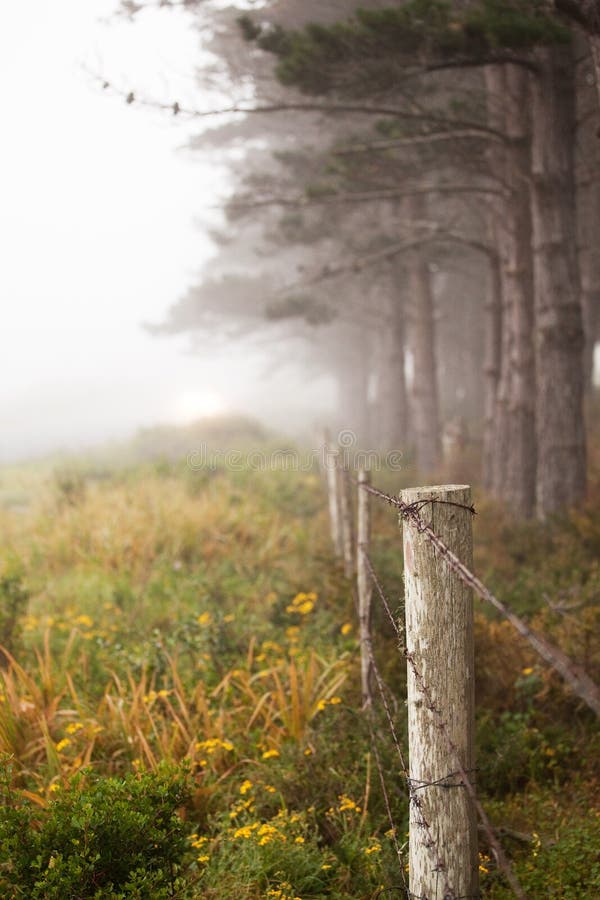 Line of trees in the mist stock image. Image of environment - 17640389