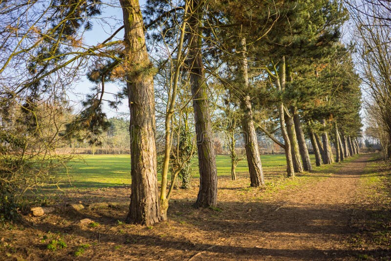 Line of Trees in a Park with a Pathway Stock Photo - Image of green ...