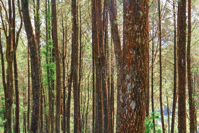 Line of Trees in the Pine Forest Stock Image - Image of rain, wood ...