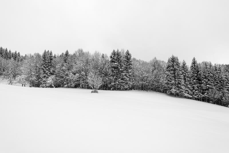 Line of trees in snow stock photo. Image of winter, simple - 64141848