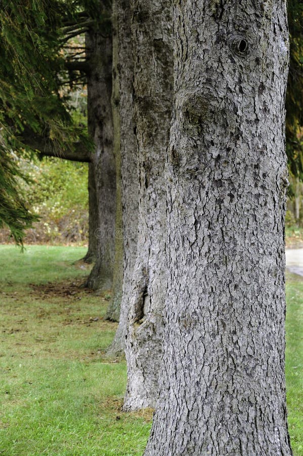Line of trees stock photo. Image of trunks, grove, trees - 79638056