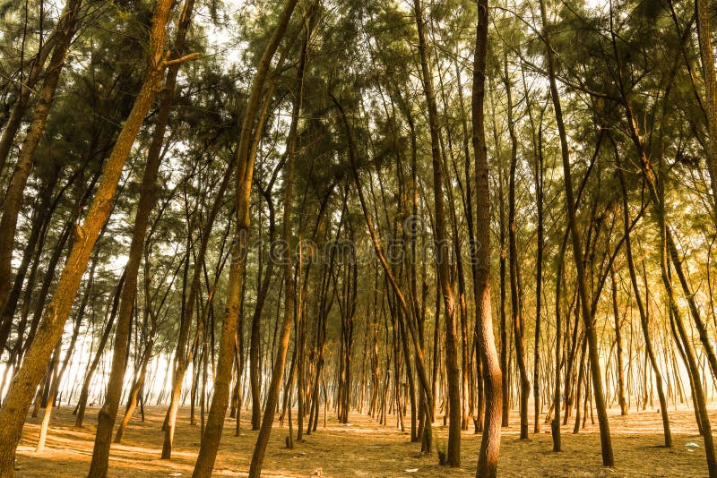 The Line of Trees Standing Strong on a Lonely Beach Stock Image - Image ...