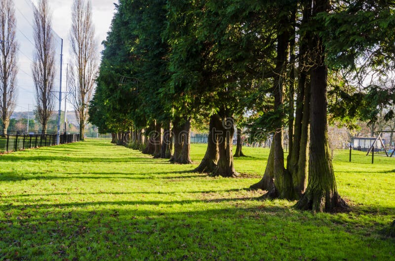 Line of Trees with the Sun Casting Shadows on a Green Lawn Stock Photo ...