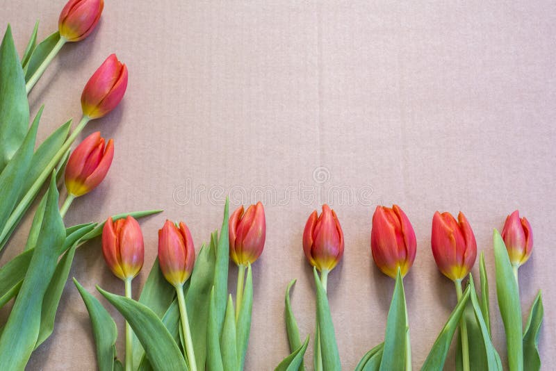 Line of tulips on white stock photo. Image of flower, perspective - 583574