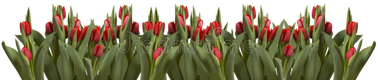 101 Bud Line Florist Stock Stock Photos - Free & Royalty-Free Stock ...