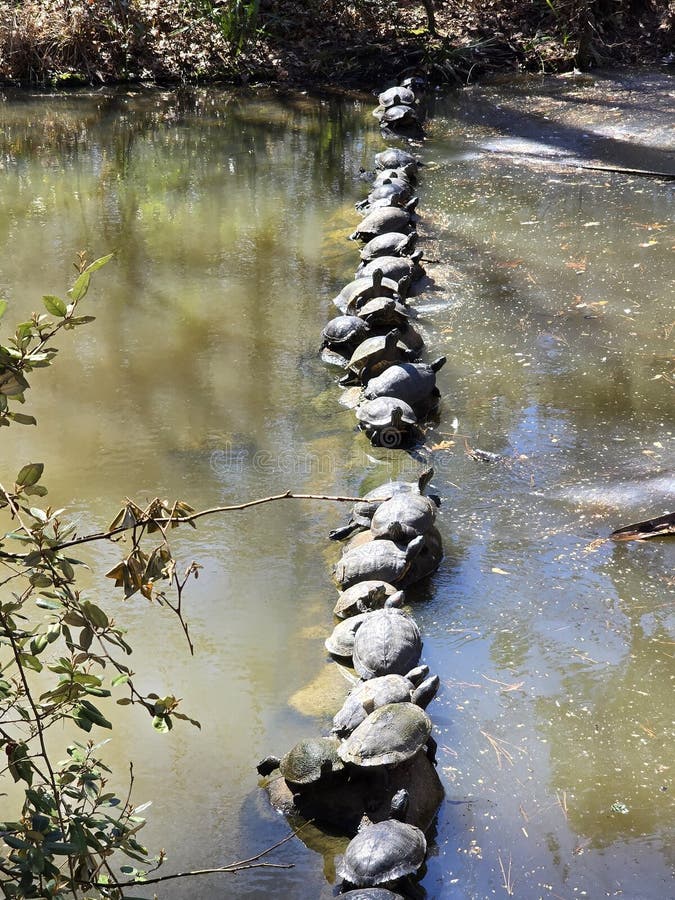 These Turtles are Lined Up on a Shallow Spot in the Pond Stock Photo ...