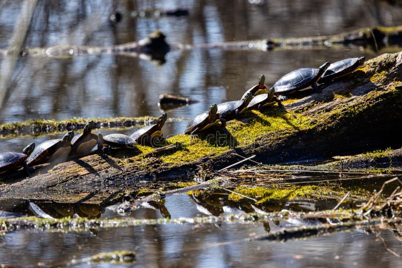Line of the Turtles on a Tree Branch by the Water. Stock Image - Image ...