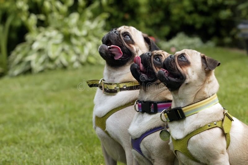 Line Up stock image. Image of mops, puppies, canine, fawn - 4872487