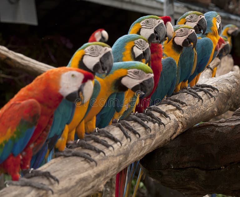 14,077 Multi Colored Bird Stock Photos - Free & Royalty-Free Stock ...