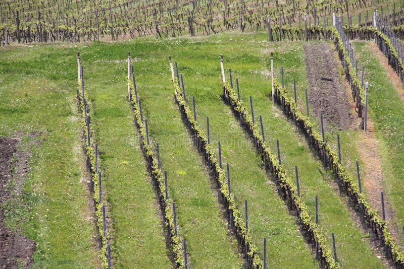 Line of Vineyards Construction on the Grass Stock Photo - Image of ...