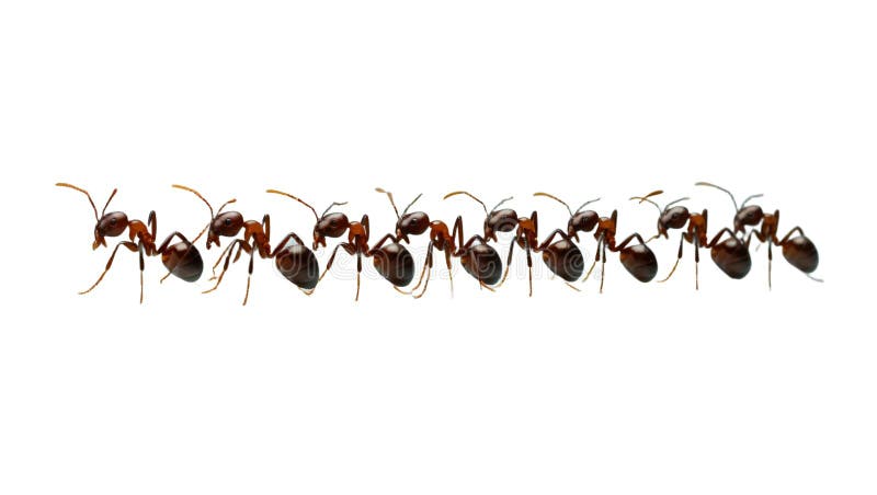 Ants Transparent Background Stock Illustrations – 76 Ants Transparent ...