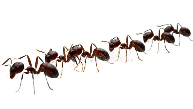 Ants Transparent Background Stock Illustrations – 76 Ants Transparent ...