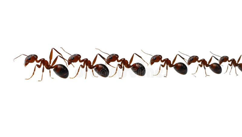 A Line of Worker Ants Marching Isolated on White Background. Stock ...
