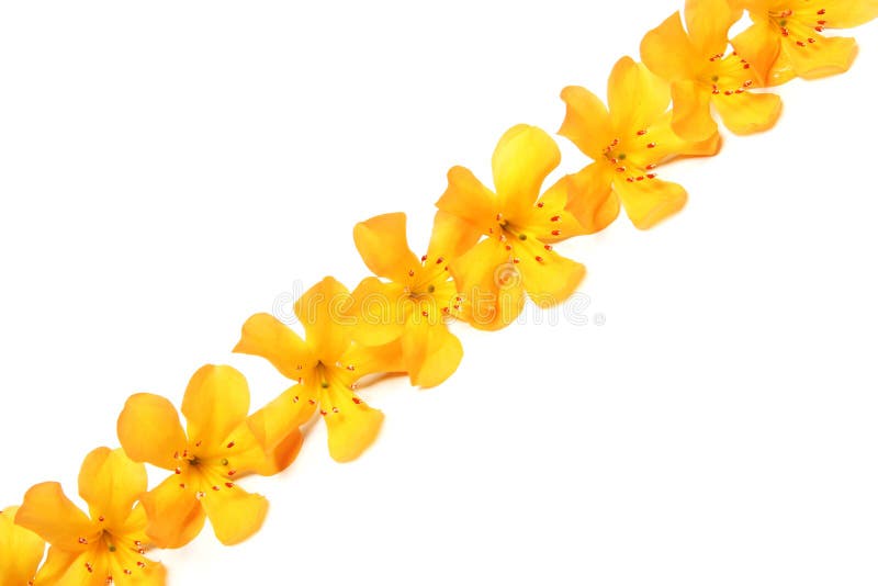 Line of yellow flowers stock photo. Image of colour, bloom - 1312958