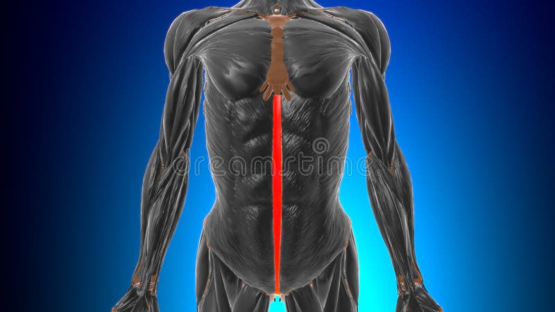 Linea Alba Anatomie Pour Le Concept Médical 3d Illustration Stock ...