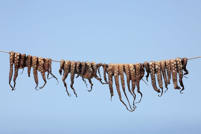 Linea con il polipo fresco fotografia stock. Immagine di freschezza ...