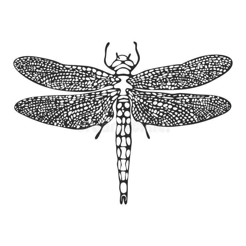 Linea Schizzo Della Libellula Di Arte Illustrazione Vettoriale ...