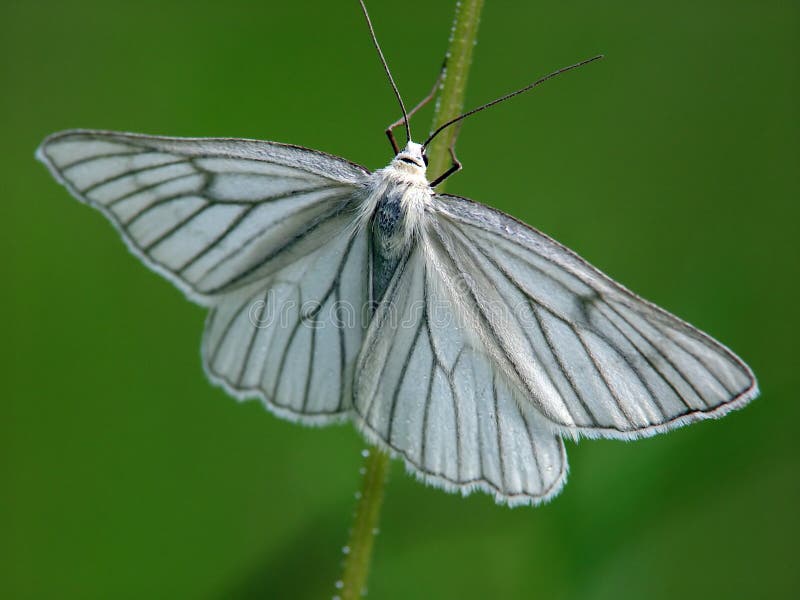 Lineana De Siona De La Mariposa. Foto de archivo - Imagen de rusia ...