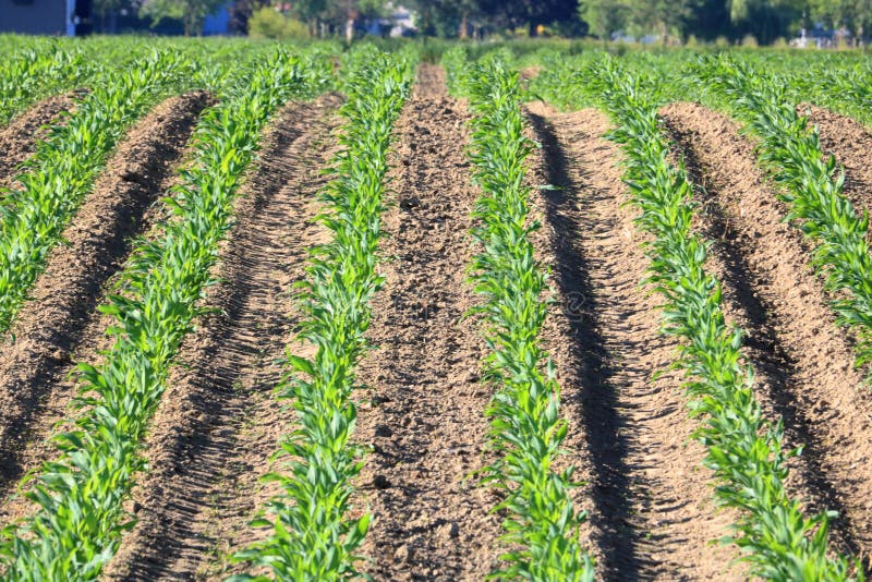 Straight Linear Rows of Fresh Corn Crop Stock Image - Image of organic ...