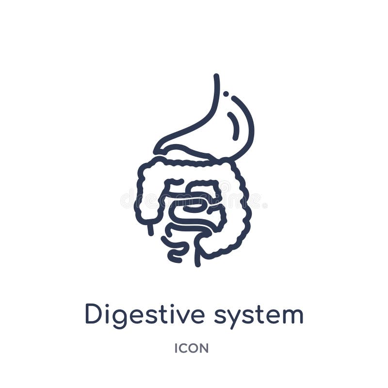 Linear Digestive System Icon from Human Body Parts Outline Collection ...
