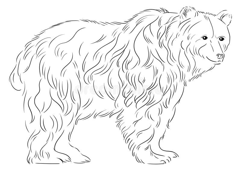A Linear Drawing of a Fluffy Bear Stock Illustration - Illustration of ...