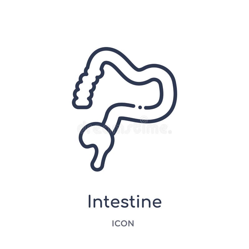 Intestine Icon Vector From Medical Collection. Thin Line Intestine ... Intestine Icon Vector From Medical Collection. Thin Line Intestine ...