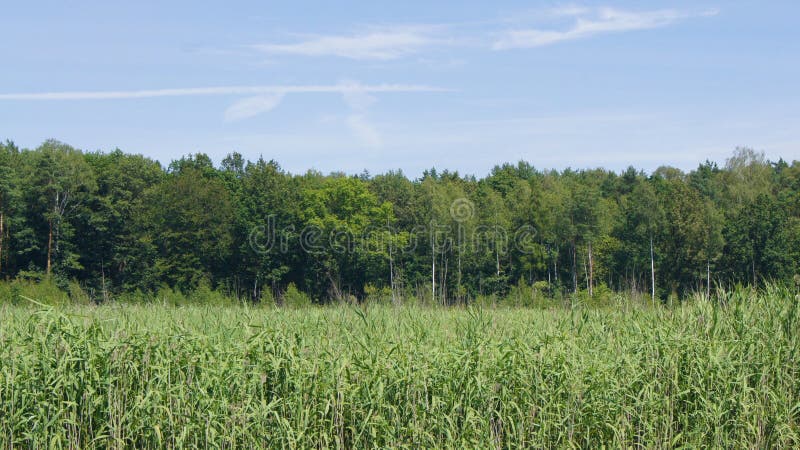 Linear sea landscape stock photo. Image of pattern, lines - 126487474