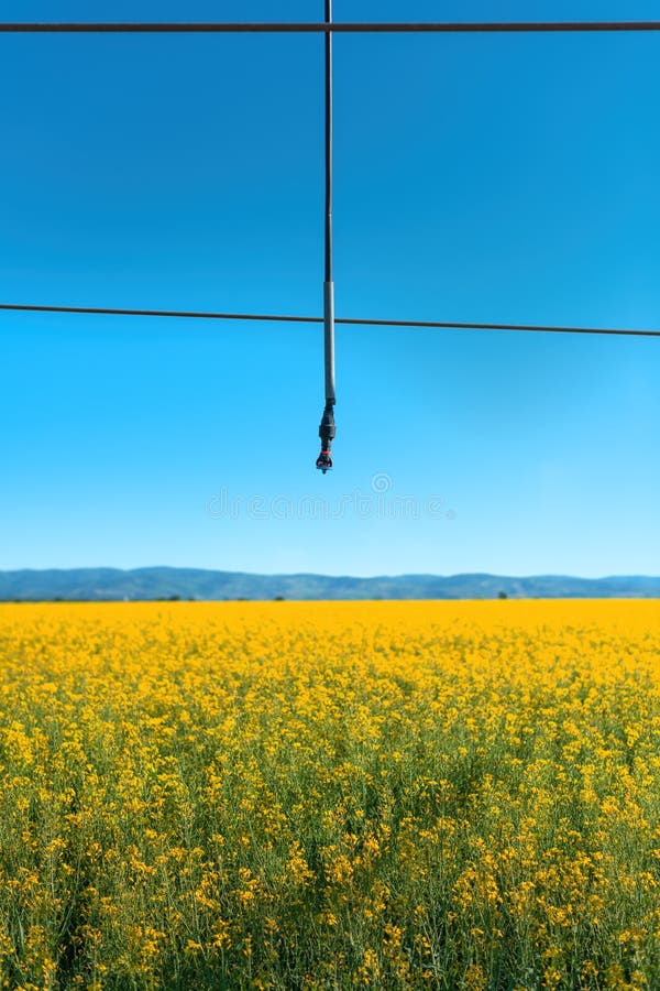 Linear or Lateral Move Irrigation with Rotator Style Pivot Applicator ...