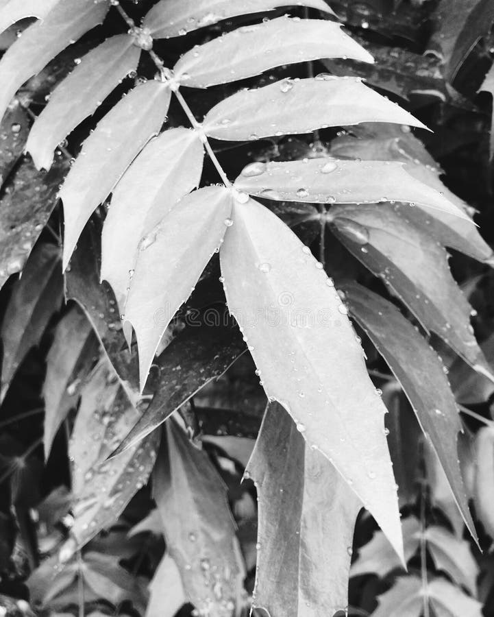 Linear Leaf Plants Picture. Image: 115423438