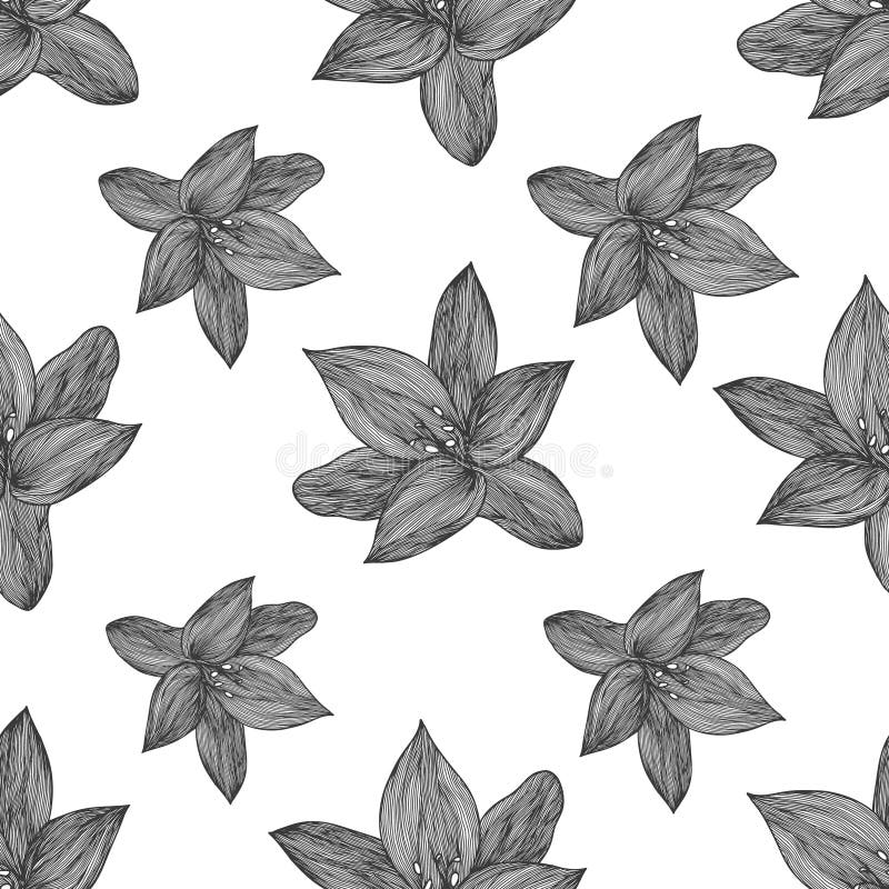 Floral Vector Background Black and White. Linear Lily Flower Line ...
