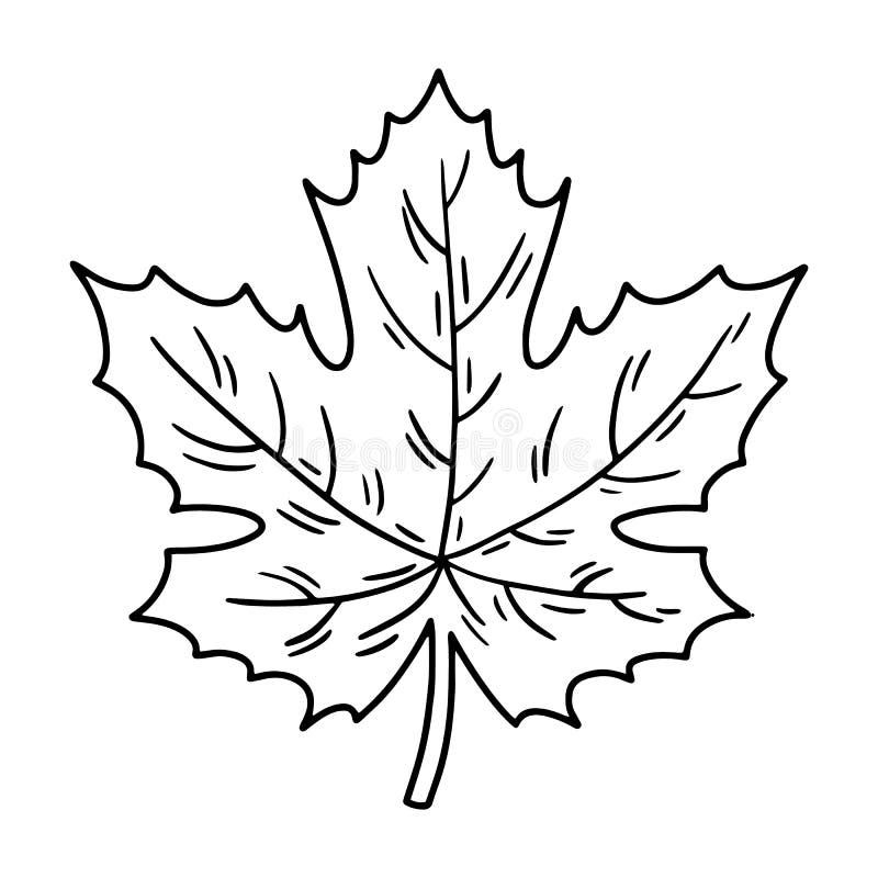 Linear Maple Leaf Icon in Doodle Style Stock Vector - Illustration of ...