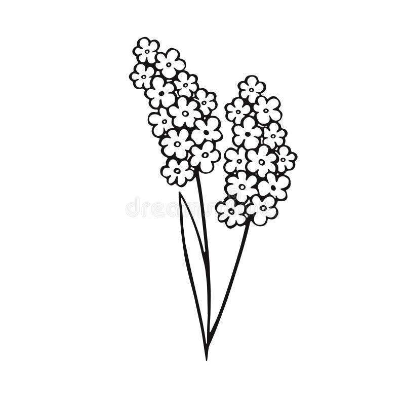 Outline Lilac Stock Illustrations – 6,444 Outline Lilac Stock ...