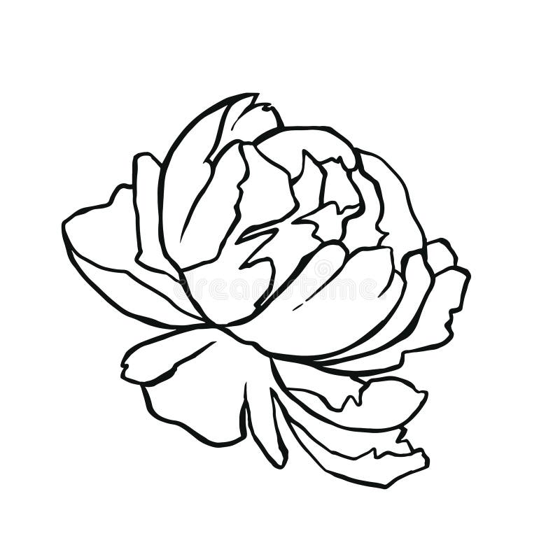 Linear Outline Peony Flower Tattoo Vector Stock Vector - Illustration ...