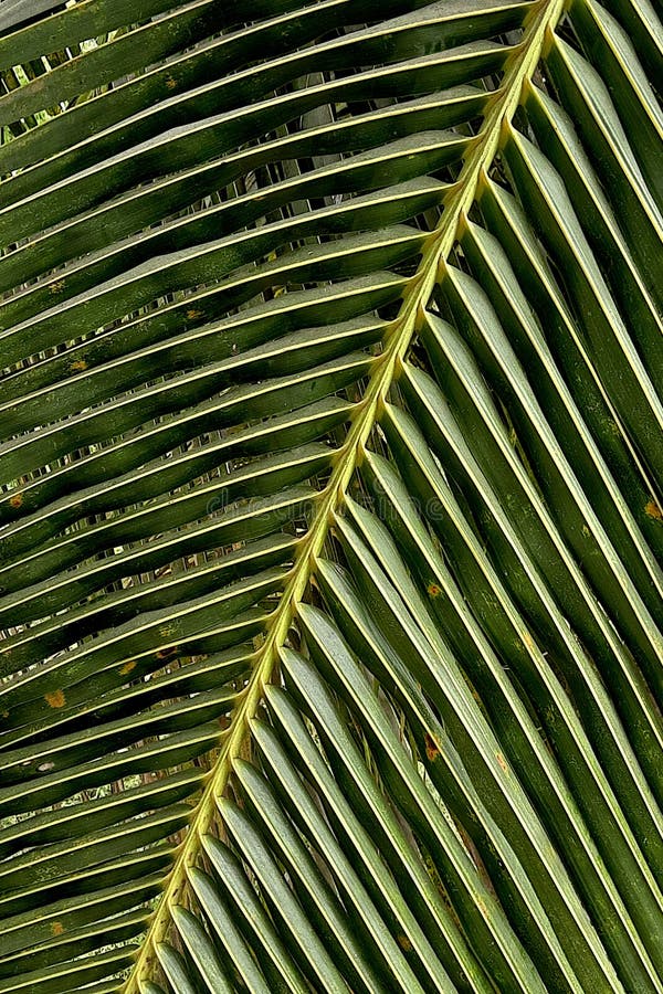 Linear Pattern of Coconut Leaves Stock Photo - Image of agriculture ...