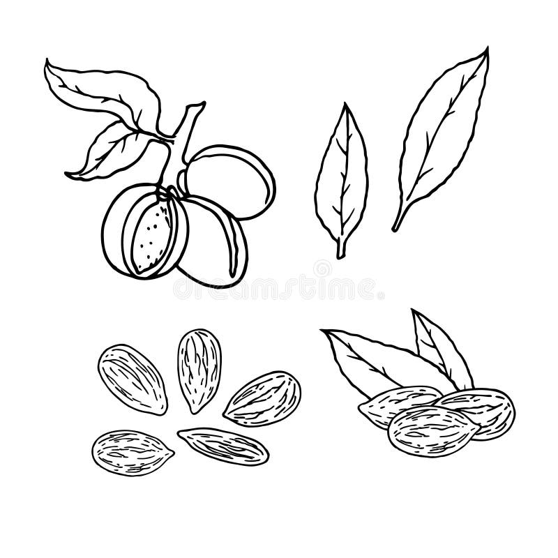 Linear Set Of Almond Nuts Vector Line Drawing Stock Vector