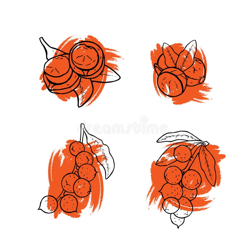 Linear Set Of Macadamia Nuts Vector Line Drawing Stock Vector