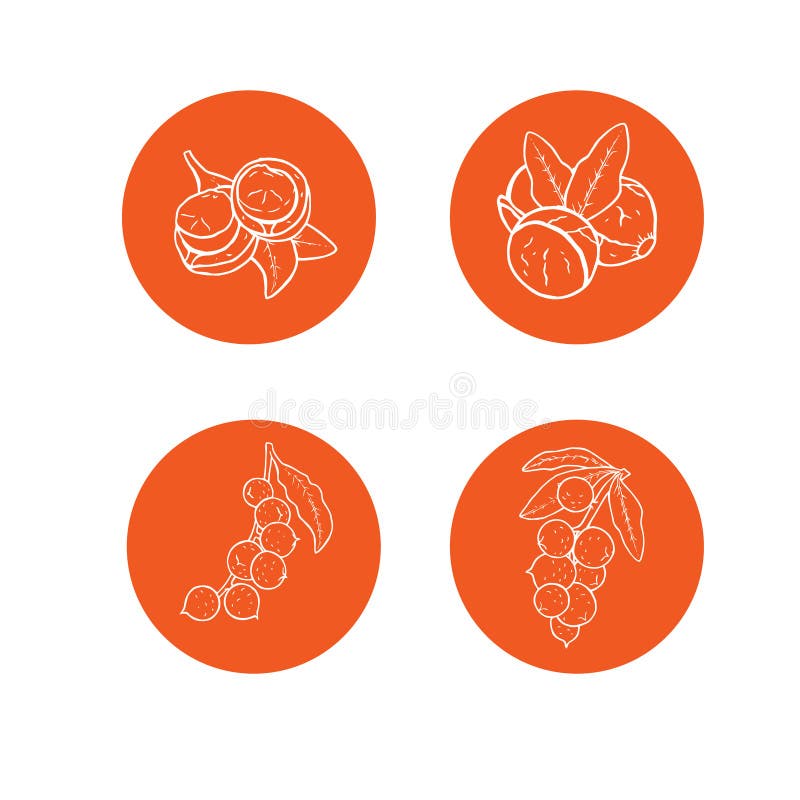 Linear Set Of Macadamia Nuts Vector Line Drawing Stock Vector